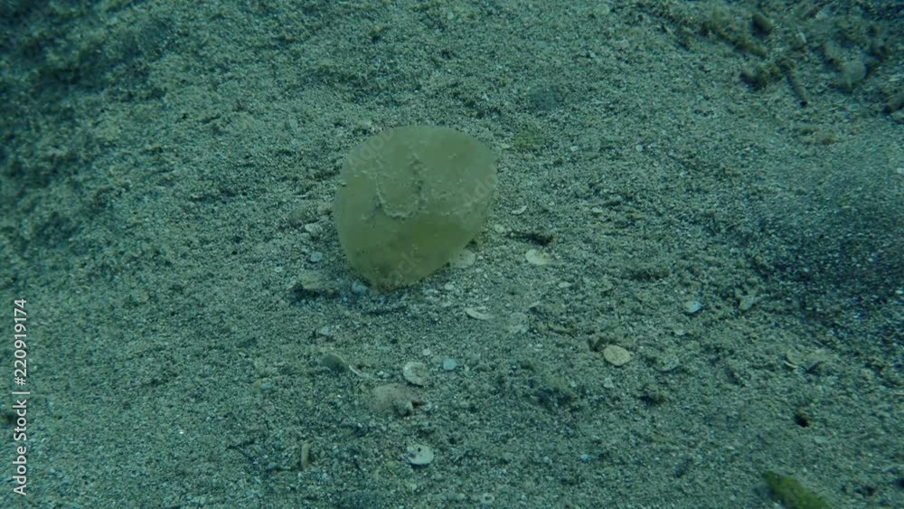 Protective sheath of eggs Lugworm Arenicola marina attached to the ...