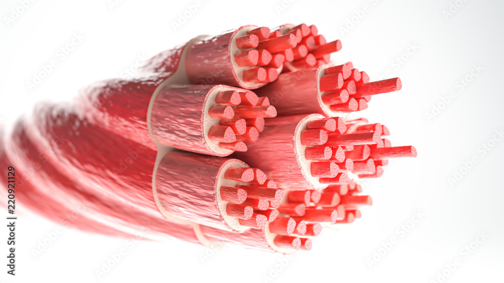 Muscle Type: Skeletal muscle - Cross section through a muscle with ...