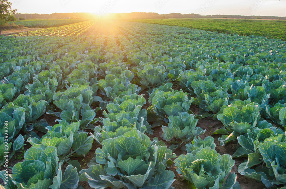 Cabbage Landscape