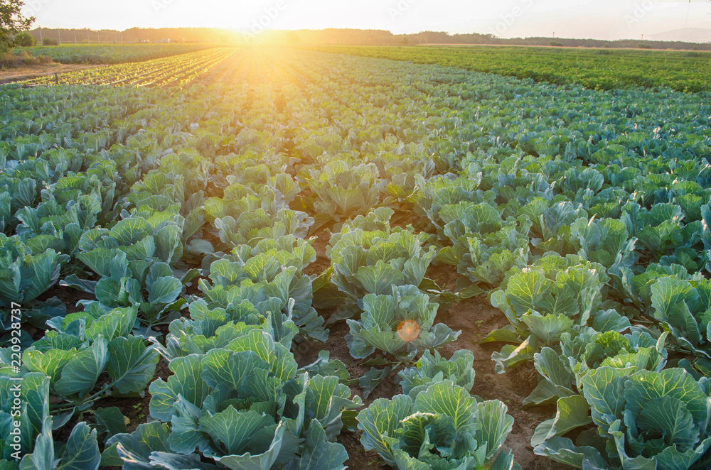 cabbage plantations grow in the field. vegetable rows. farming ...