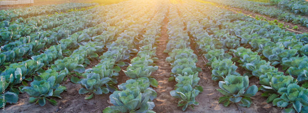 cabbage plantations grow in the field. vegetable rows. farming ...