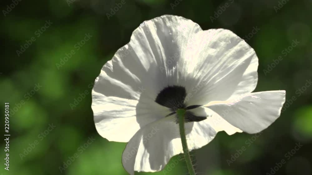 White poppy on a green background.Easy movement of poppies in a meadow ...