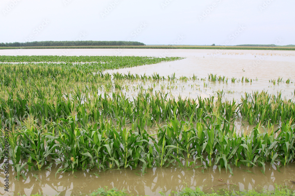 Corn Plant Flood