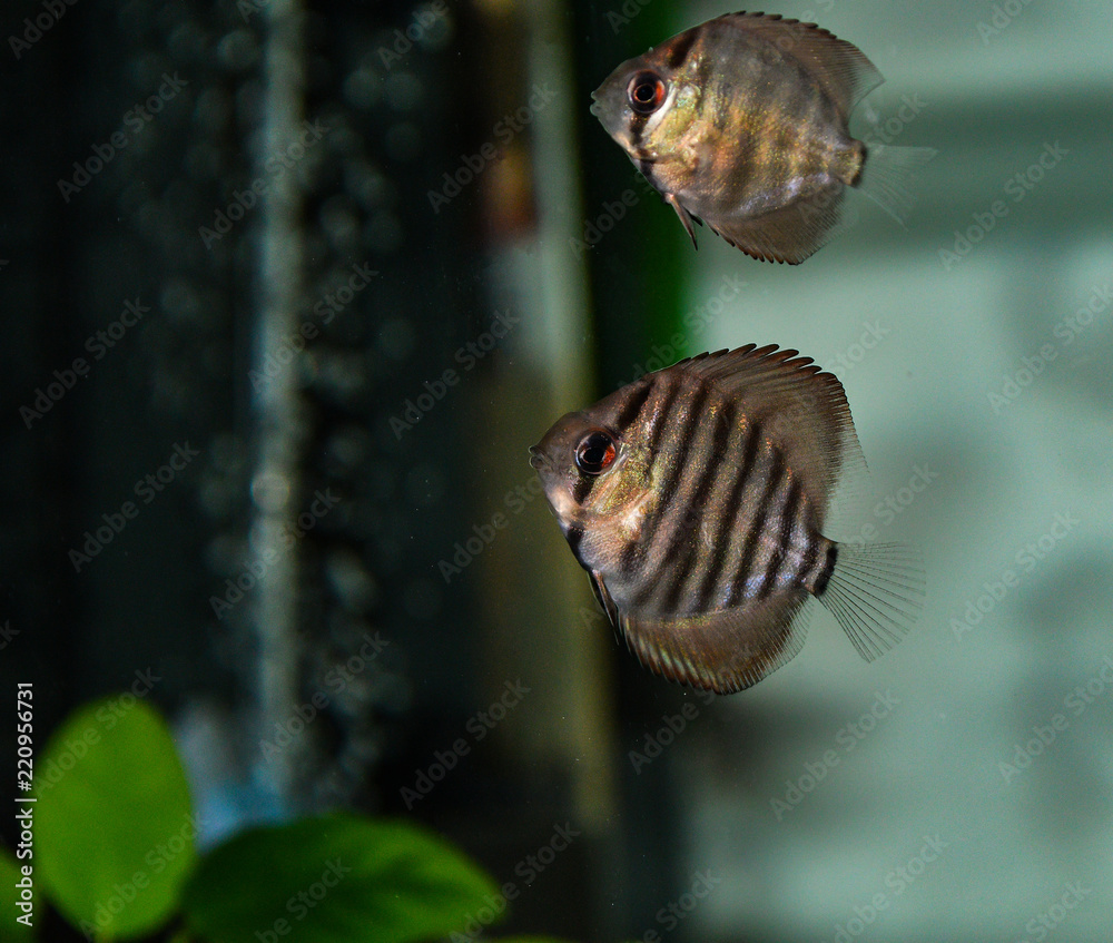 Turquoise Discus (Symphysodon Aequifaciatus Haraldi-juvenile) in ...