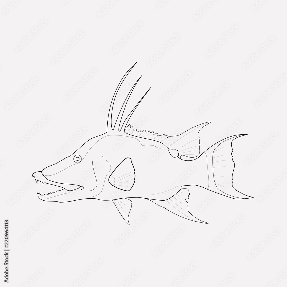 Hogfish icon line element. Vector illustration of hogfish icon line ...