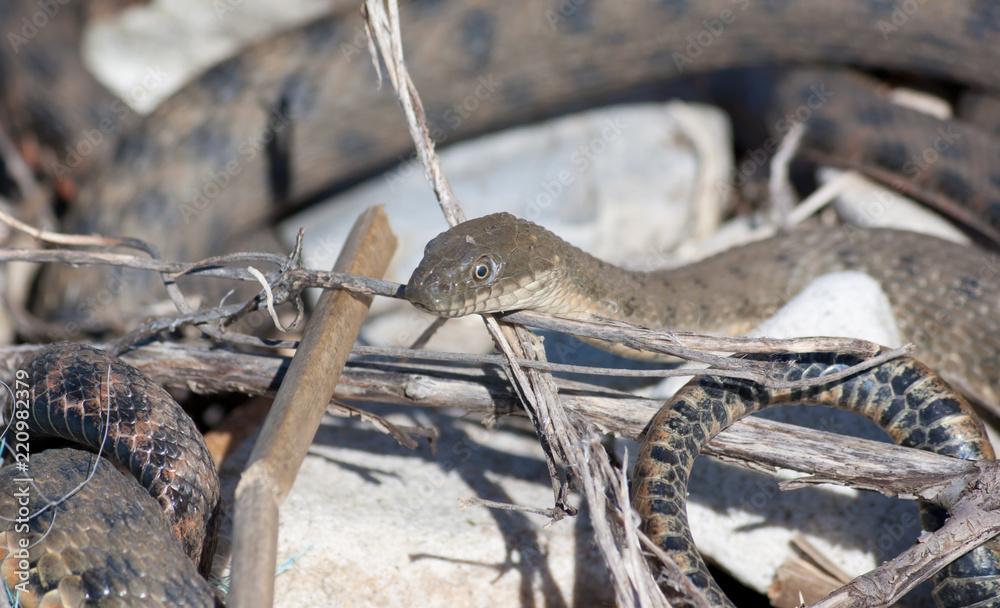 Elaphe dione, commonly known as Dione's ratsnake, the steppe ratsnake ...