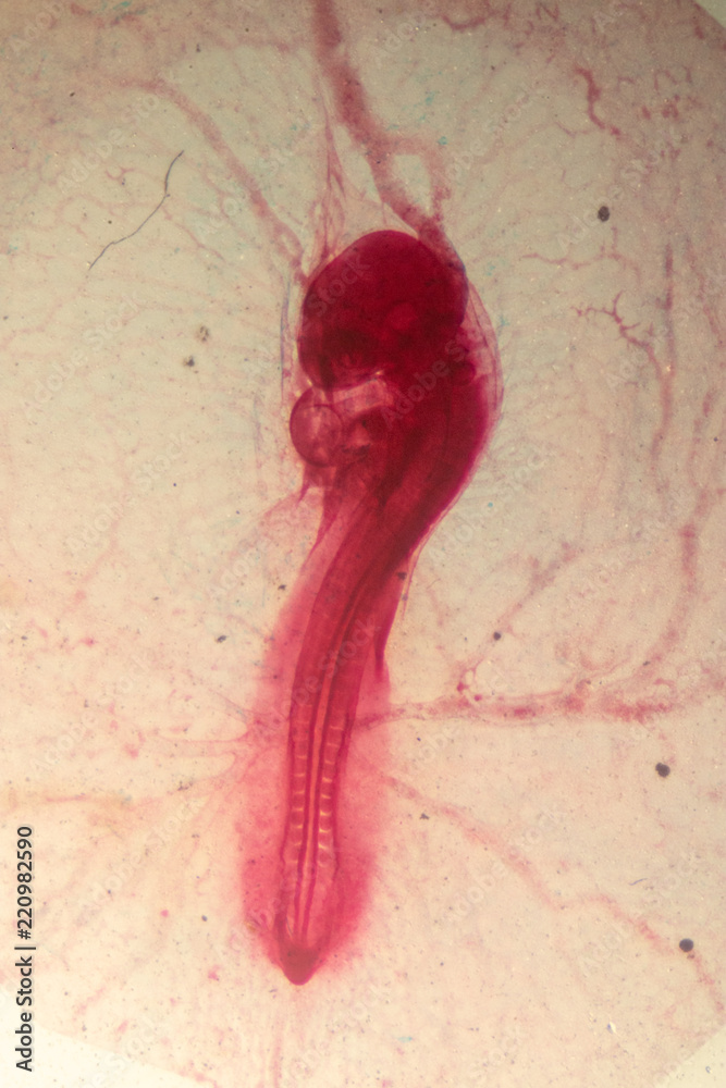 Development of the embryo chicken,The development of the chick on the ...