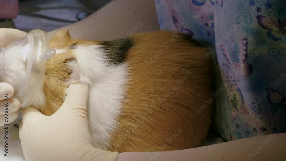 Vet preparing a guinea pig for surgery, putting on muzzle an oxygen ...