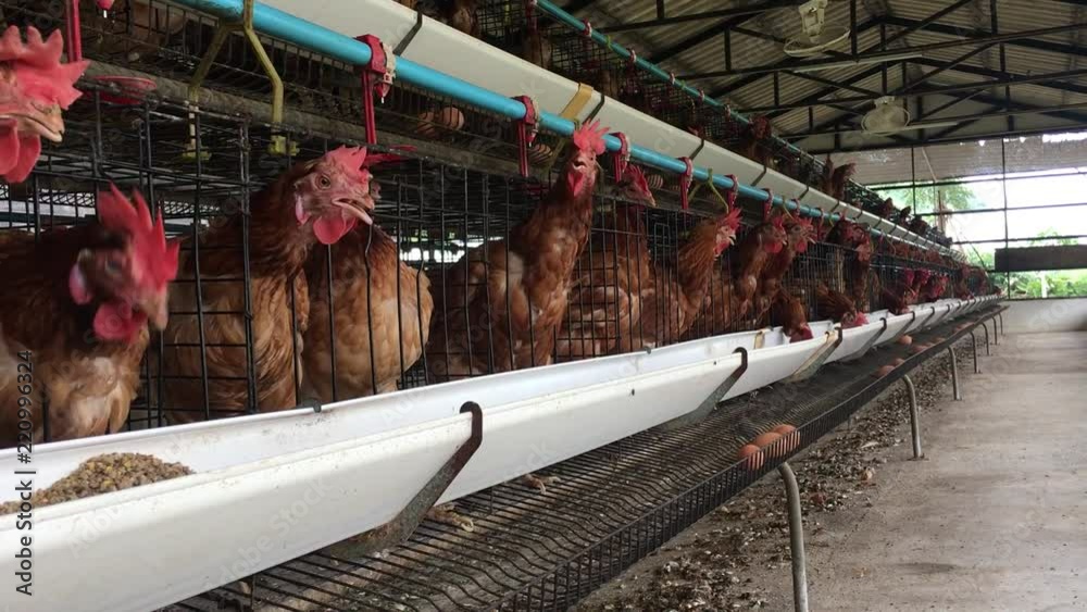 Egg production. brown or red chickens are seated in special cages ...