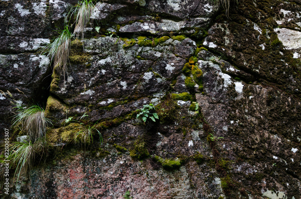 Large rock covered with lichen - a composite organism that arises from ...