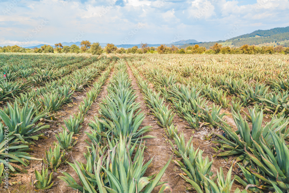 The pulque plant - Beautiful Maguey fields in Tlaxcala, Mexico Stock ...