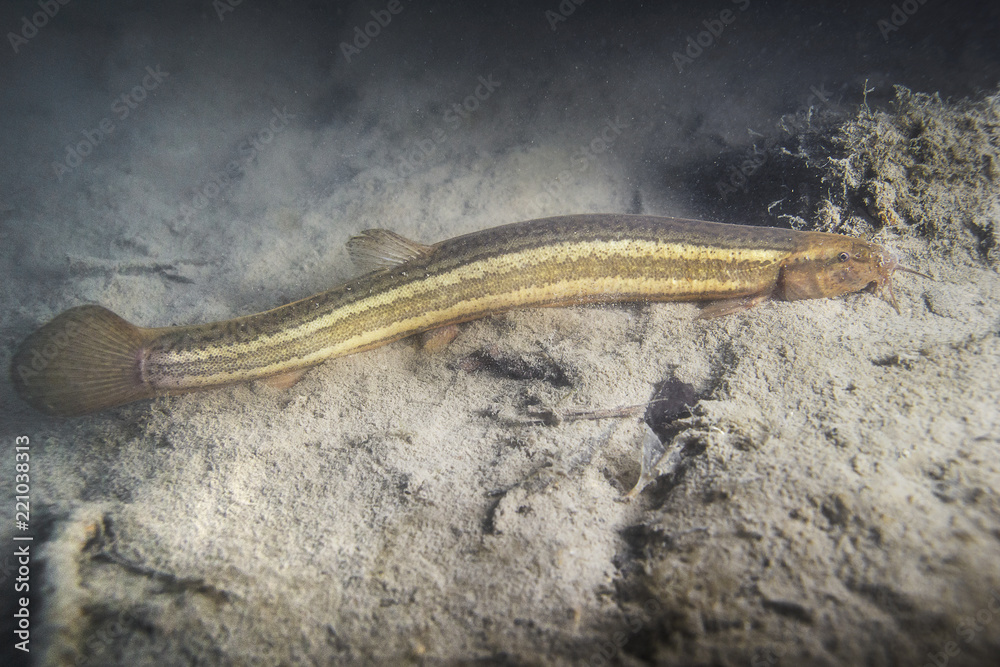 Weather loach (Misgurnus fossilis) in the beautiful clean pond ...