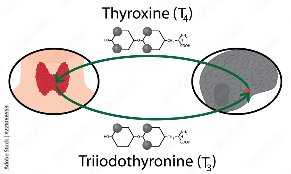 Scheme of Thyroid function. Structural chemical formulas of thyroid ...