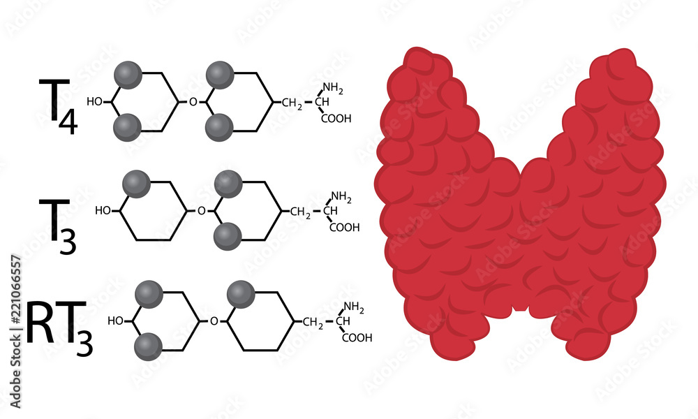 Scheme of Thyroid function. Structural chemical formulas of thyroid ...
