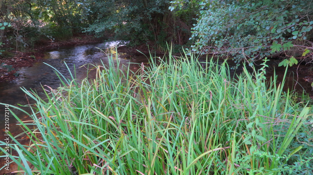 Fotografia do Stock: Paisaje vegetación con rio agua, yerba y arboles ...