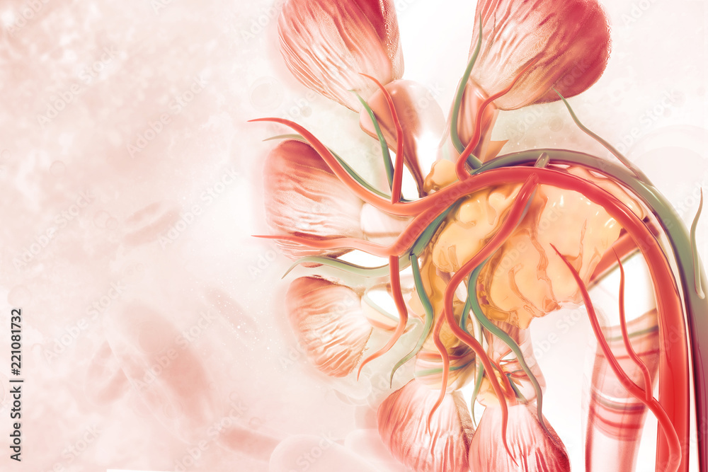 Human kidney cross section on scientific background Stock Illustration ...