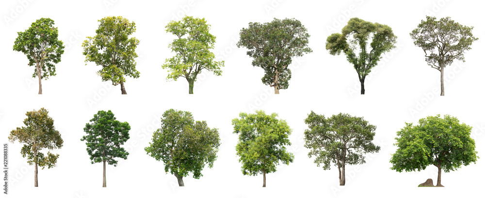 Collection of beautiful Isolated trees on white background. Stock Photo ...