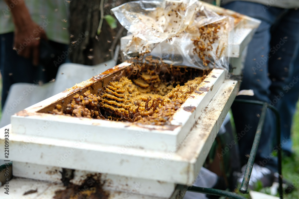 stingless honey bees beehive. trigona meliponini colonies rearing Stock ...