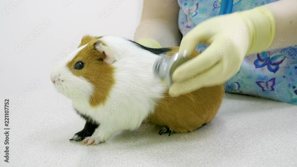 Domestic animals. The vet checking the breathing and heartbeat of the ...