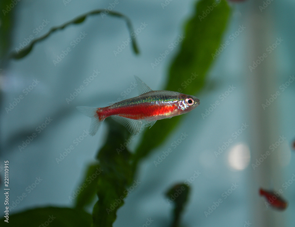 Neon Tetra (Paracheirodon innesi) in freshwater tropical aquarium Stock ...