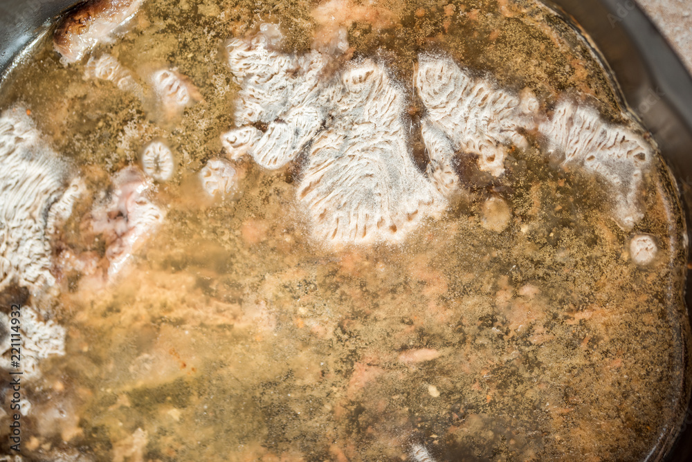 Colonies of Penicillium mold growing on agar plate Stock Photo | Adobe ...