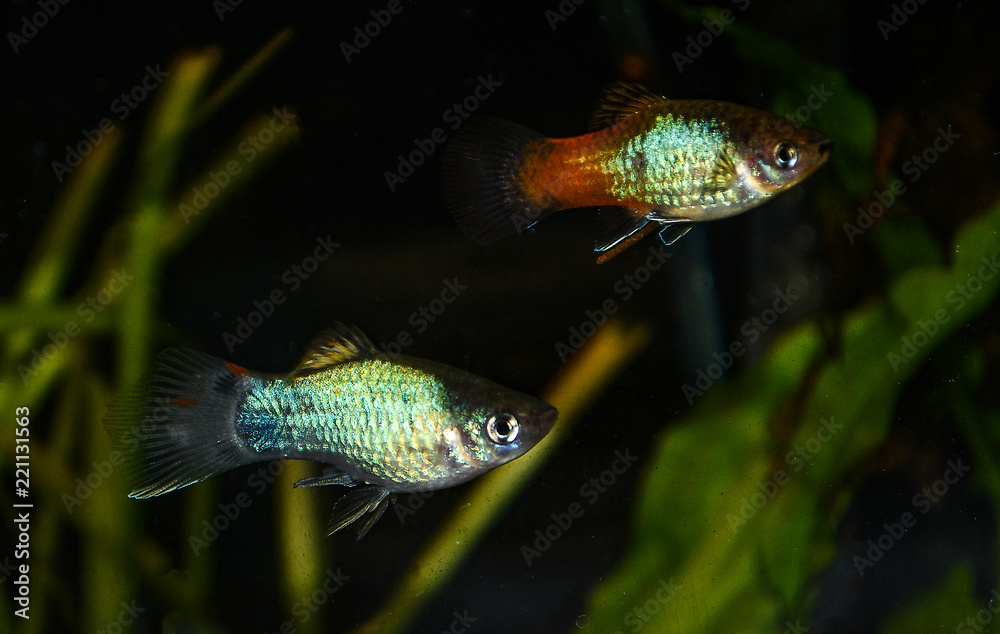 Platy (Xiphophorus maculatus) in freshwater aquarium Stock Photo ...