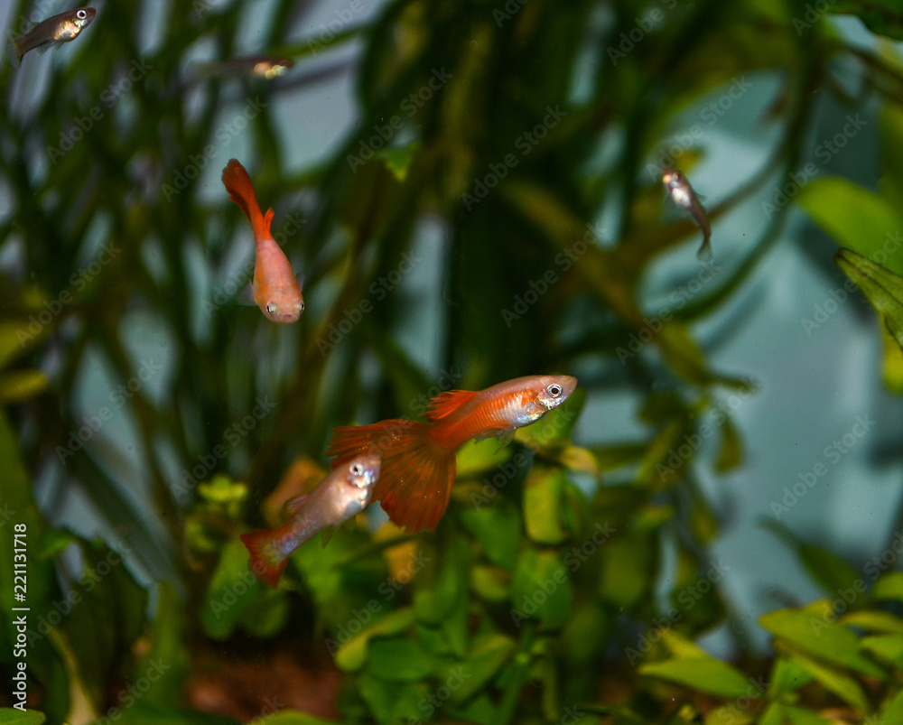 Guppy (Poecilia reticulata), also known as rainbow fish swimming in ...