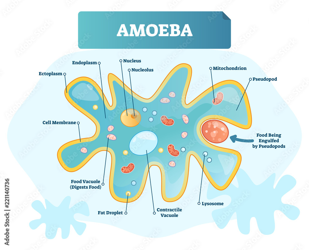 Amoeba labeled vector illustration. Single cell animal structure scheme ...