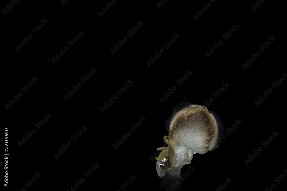 Cuttlefish eating fish with black isolated background Stock Photo ...