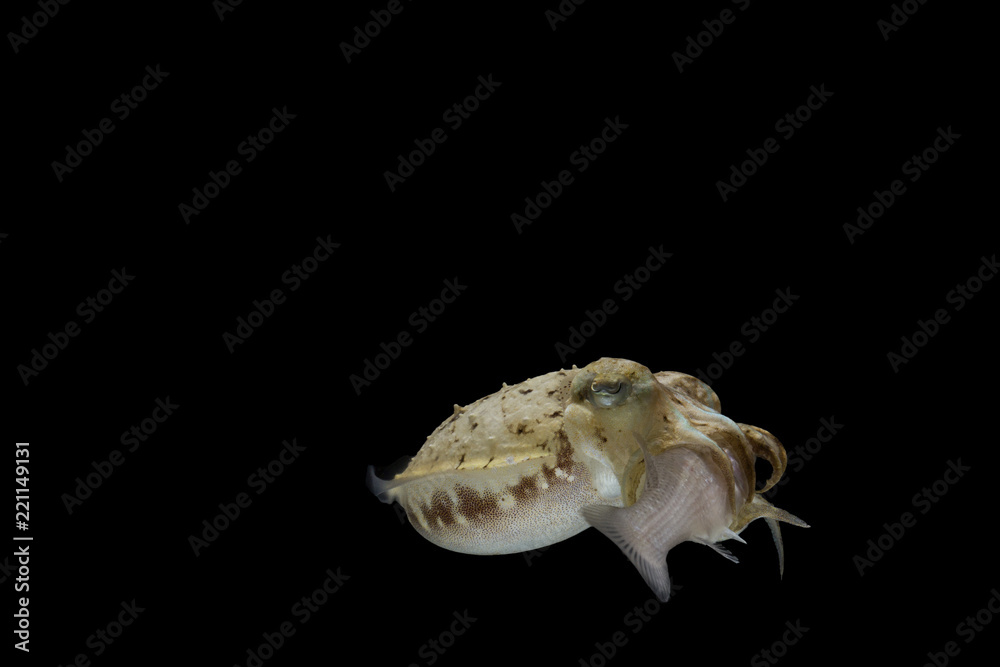 Cuttlefish Eating