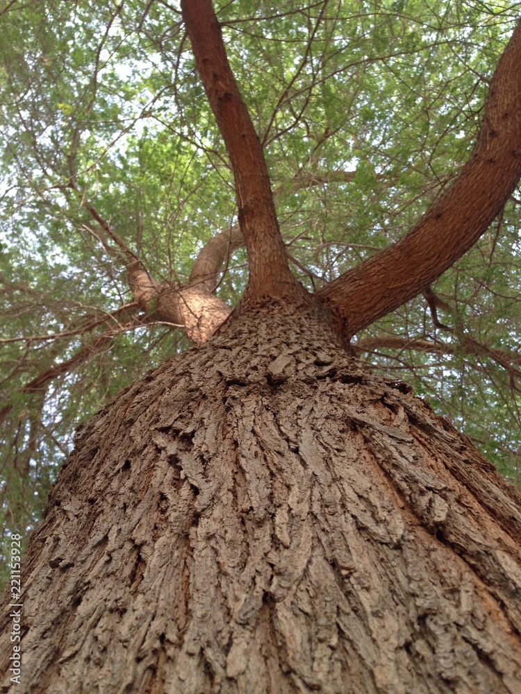 Prosopis cineraria - United Arab Emirates - National trees Stock Photo ...