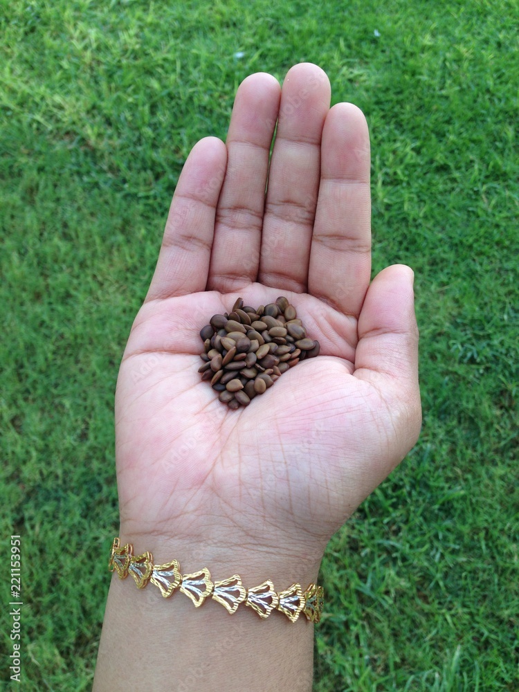 Prosopis cineraria - United Arab Emirates - National trees SEED Stock ...