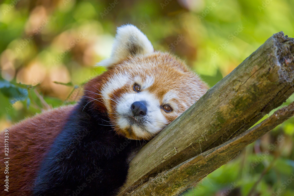 Petit panda roux perché dans un arbre Stock Photo | Adobe Stock