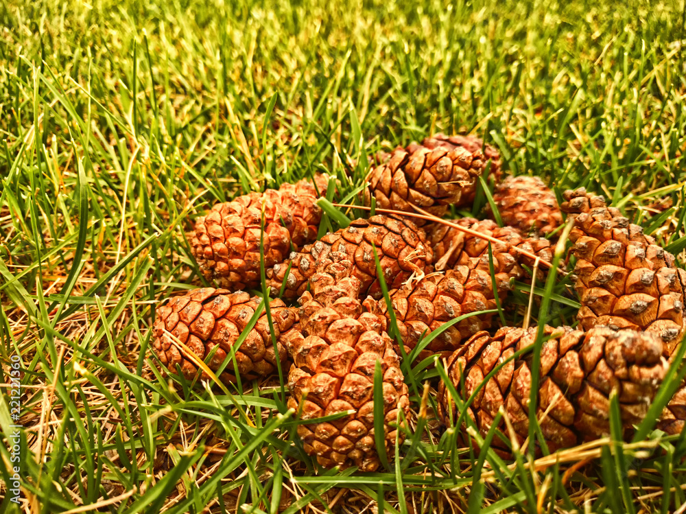 Conifer Seeds