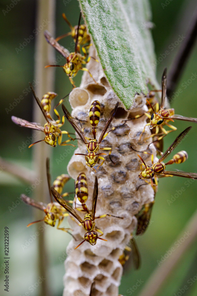 Image of an Apache Wasp (Polistes apachus) and wasp nest on nature ...