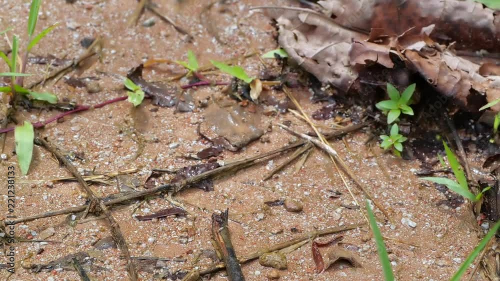 Crested Forest Toad (Rhinella margaritifera) leaping in slow motion ...