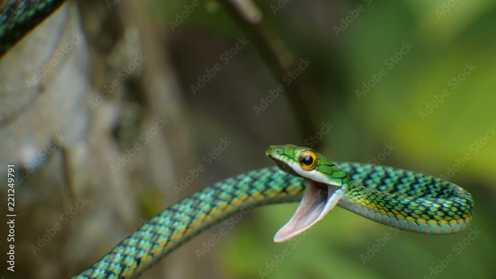 Parrot Snake (Leptophis ahaetulla) opens its mouth in a threat display ...