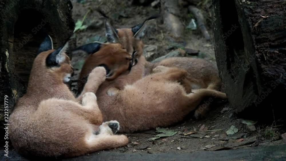 Young Caracal (Caracal caracal). Playings cubs Caracal. Stock Video | Adobe Stock
