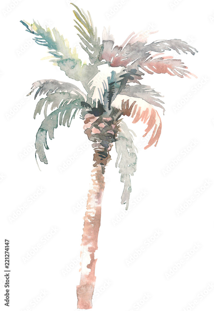 Watercolor palm, hand drawn illustration for your design. Isolated on ...