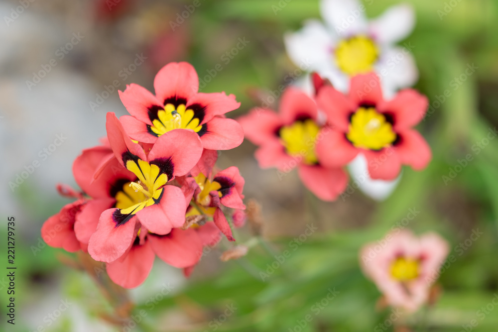 Foto de Sparaxis tricolor, bulbosa perteneciente a la familia botánica ...
