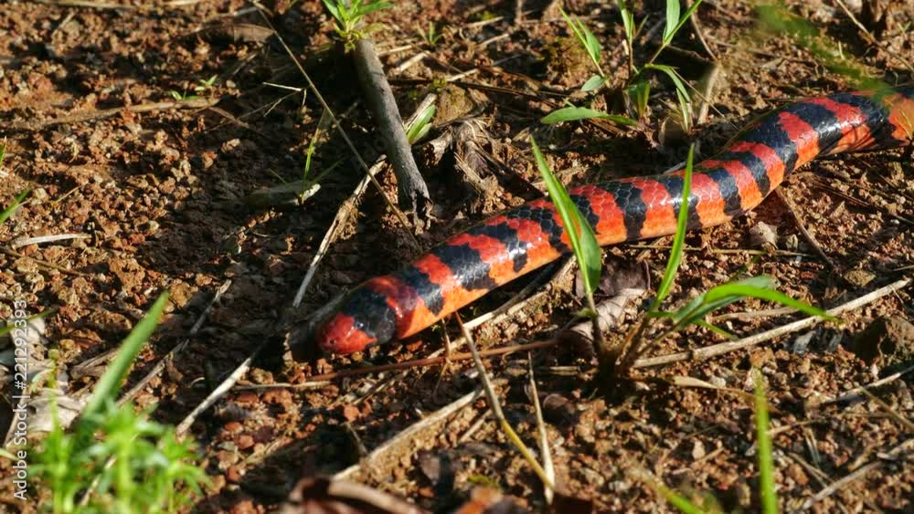 Coral Pipesnake (Anilius scytale). A rare non-venomous snake from the ...