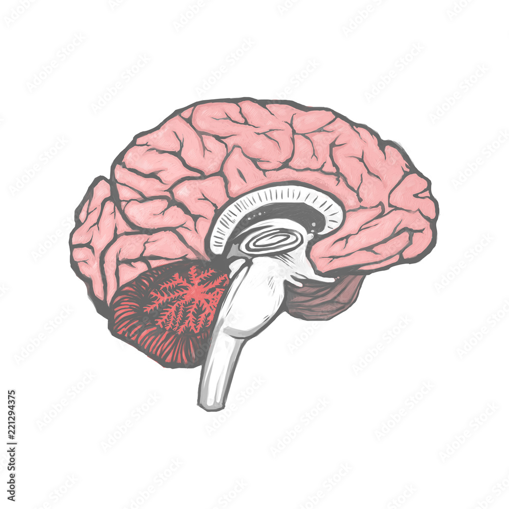 Digital painted brain in a cut isolated on a white background ...