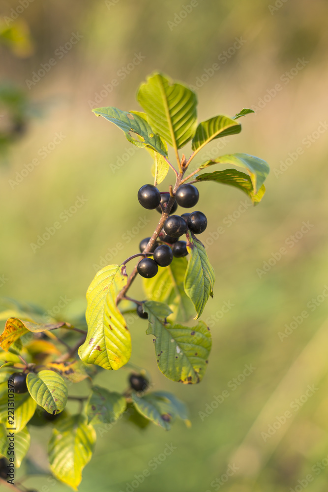 Berries of alder buckthorn (Frangula alnus). Branches of Frangula alnus ...