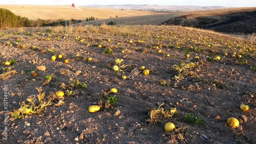 a field of pumpkins planted for the kernel.pumpkin seed planted for ...