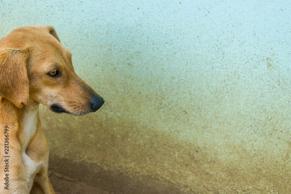 Saddest Dog Face Ever