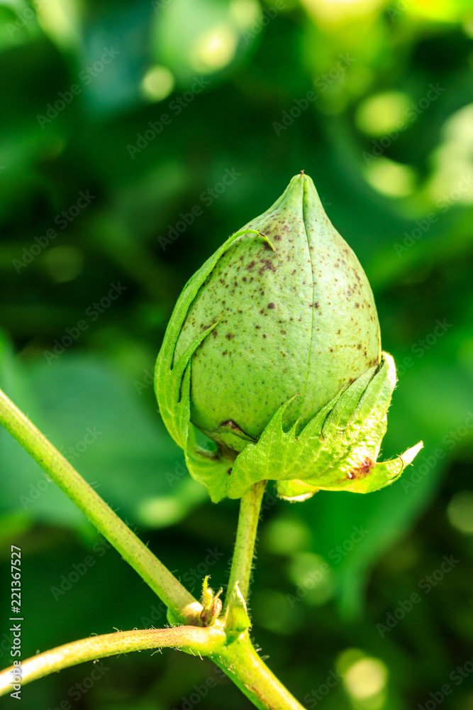 Cotton Boll With Plant