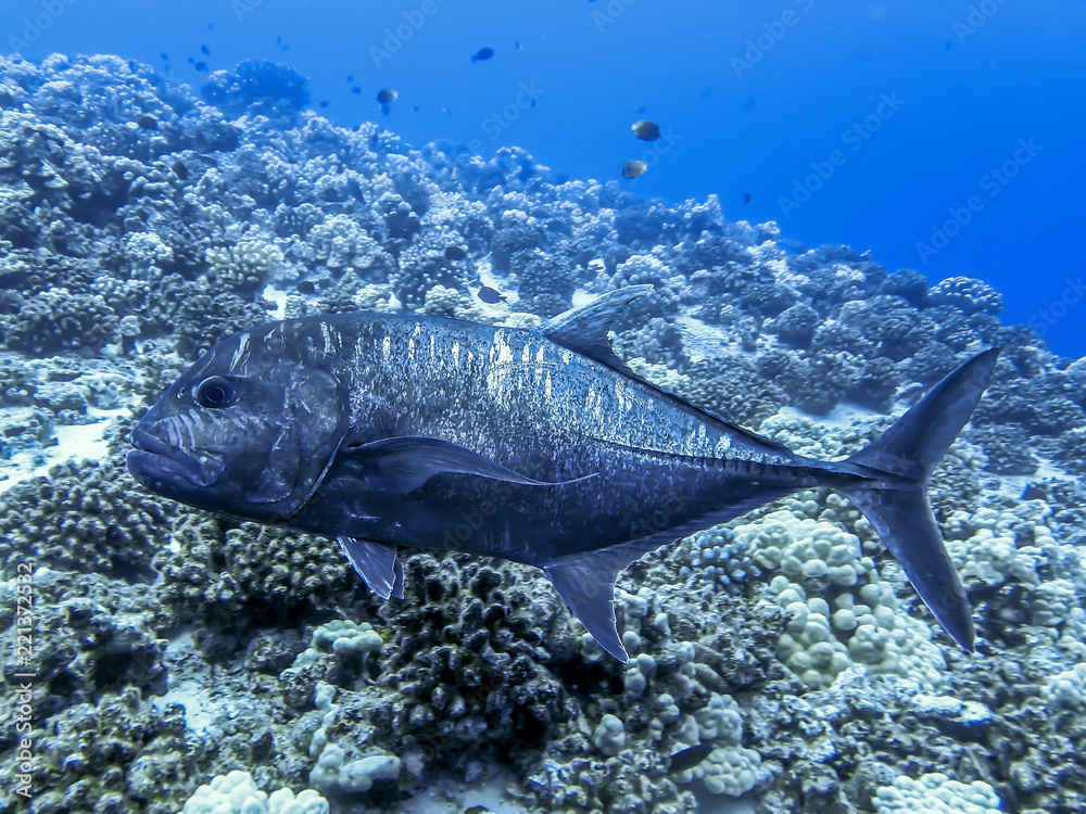 Ulua