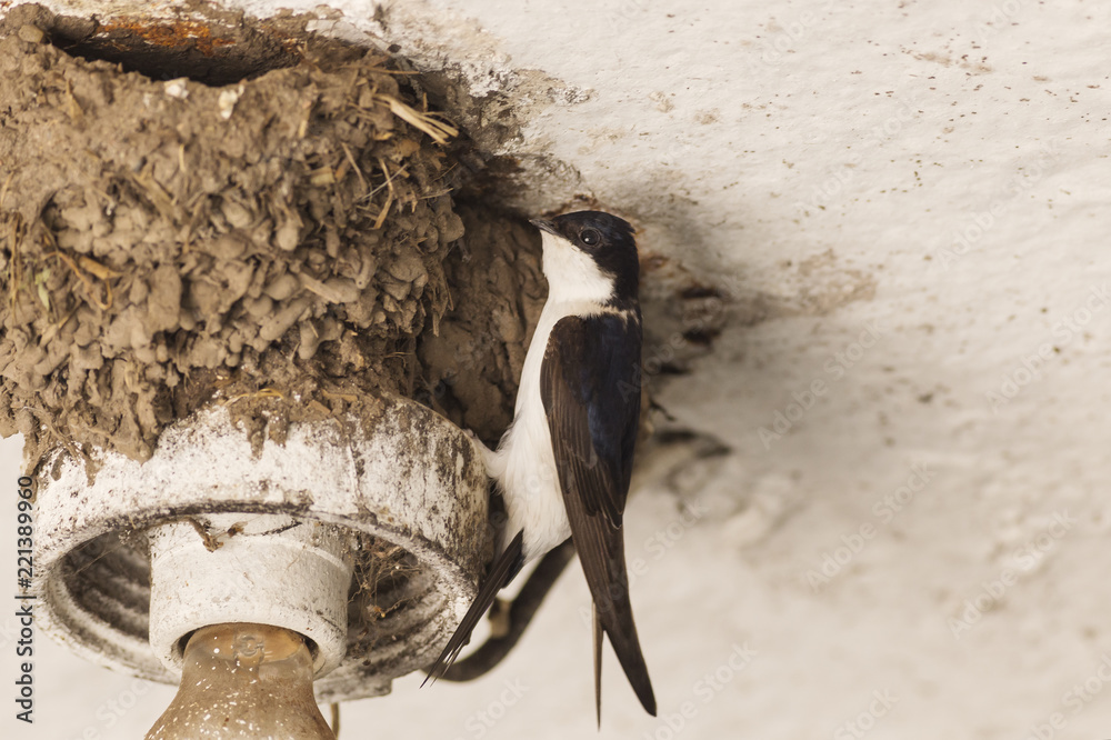 Foto de Common house martin around the nest. Common house martin. House ...