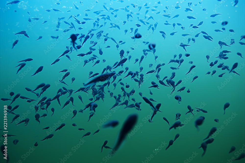 tadpoles underwater photo / pond ecosystem, underwater life, tadpoles ...