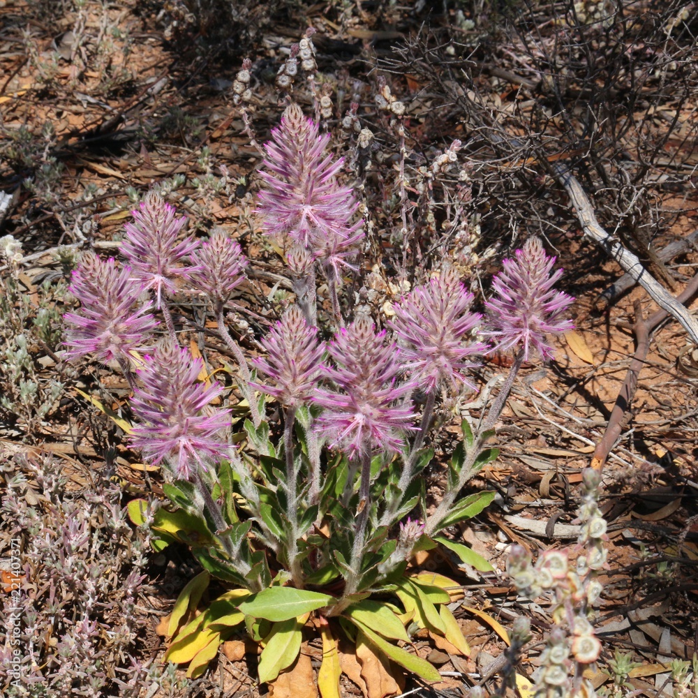 Foto de Mulla Mulla also known as foxtails (Ptilotus sp. Goldfields) in ...
